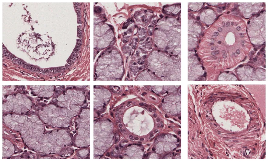 5 tips for teaching histology | ADInstruments
